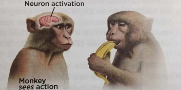 The Story Behind the Neuron Activation Meme