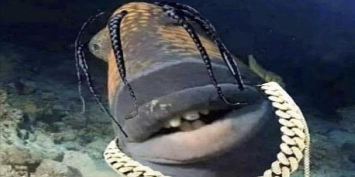 Travis Scott Fish: What Is It, And What Are Its Origins?