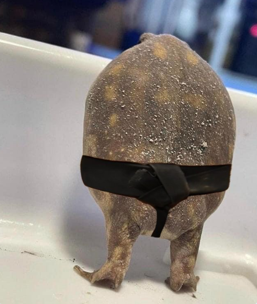 Frog Butt, Or Phrog Butt IRL: An Icon