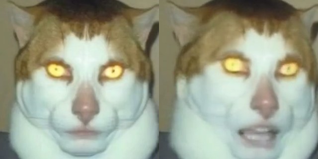 'Monday Left Me Broken Cat,' AKA Mr. Peebles, Is A TikTok Icon