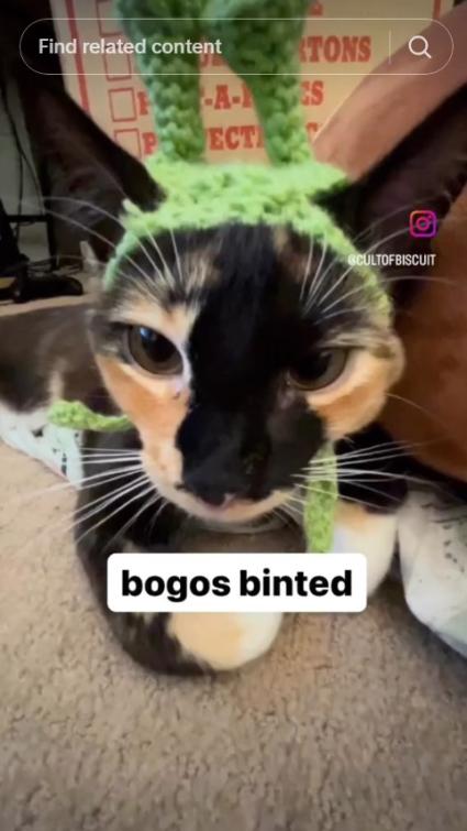 Bogos Binted? ...What