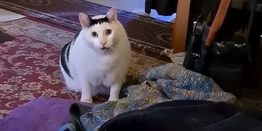 @benchonkycat/TikTok