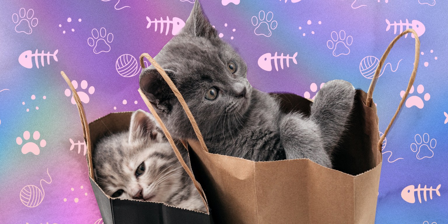 What Is The Cat Distribution System Meme All Over TikTok?