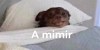 A Mimir, Two Mimir: A Meme