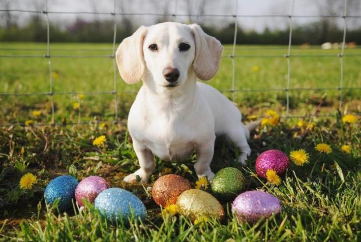 Homophobic Dog, AKA Whitney Chewston: A Gay Icon