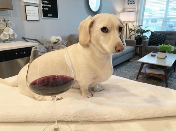 Homophobic Dog, AKA Whitney Chewston: A Gay Icon