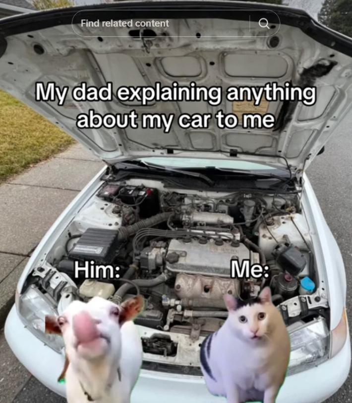 Huh Cat Meme Is Here For Life's Dumbfounding Moments