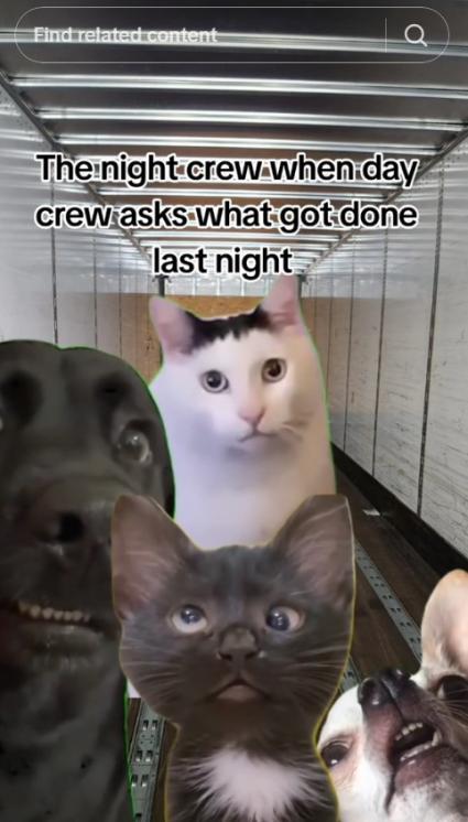 Huh Cat Meme Is Here For Life's Dumbfounding Moments