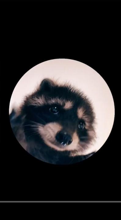 Pedro Raccoon Is TikTok's Favorite Dancer
