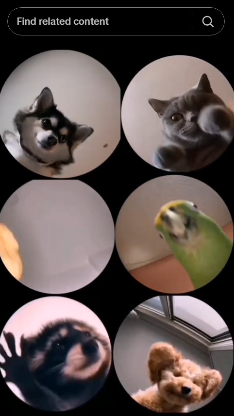 Pedro Raccoon Is TikTok's Favorite Dancer