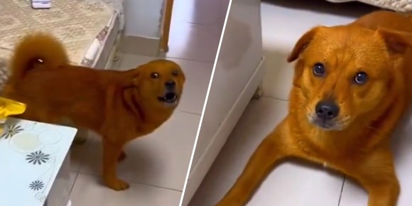 XiaoPang The Orange Chinese Dog Is Delighting Social Media