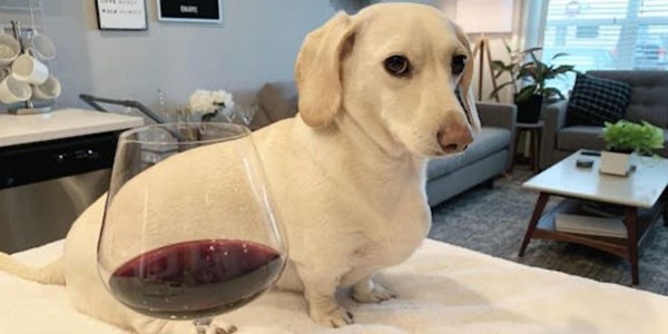 Homophobic Dog, AKA Whitney Chewston: A Gay Icon