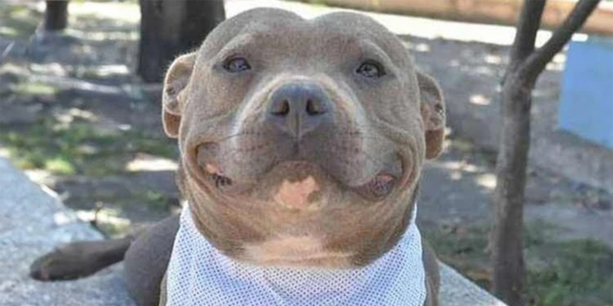 Waiter! Waiter! More Toddlers Please!!—Origins Of The Pit Bull Meme