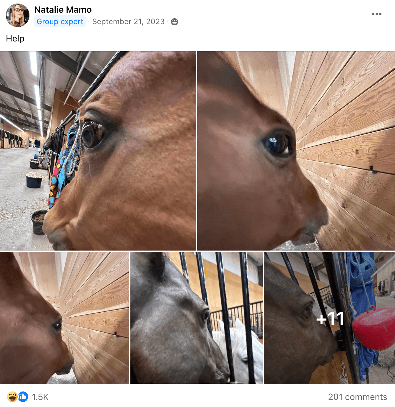 Side Eye Horse Meme