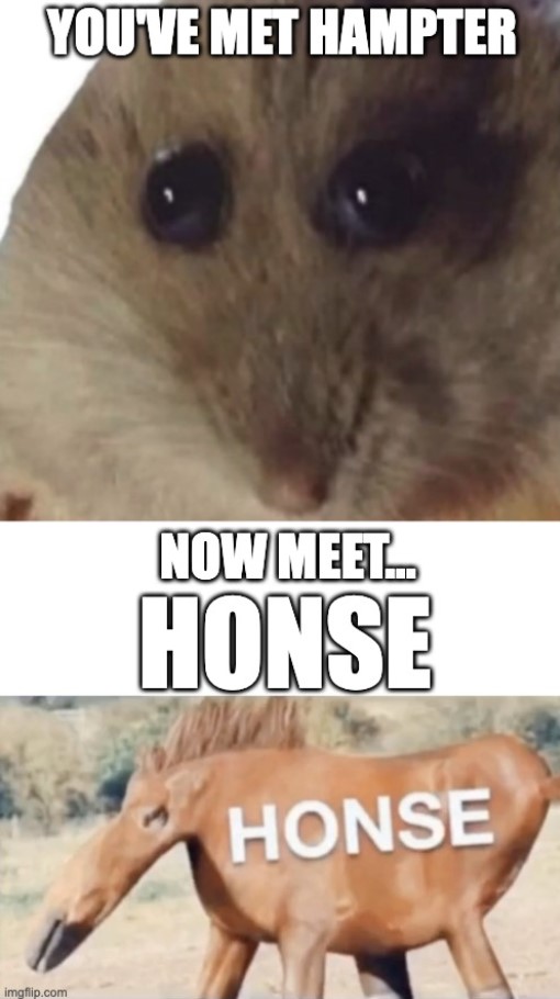 The Rise Of The Hampter Meme