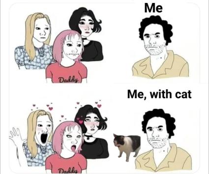 60 Of The Funniest Cat Memes On The Internet