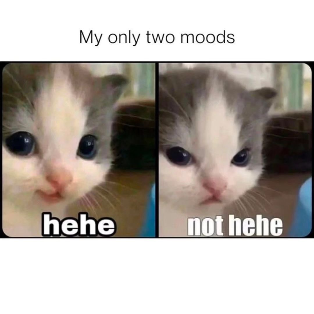 60 Of The Funniest Cat Memes On The Internet