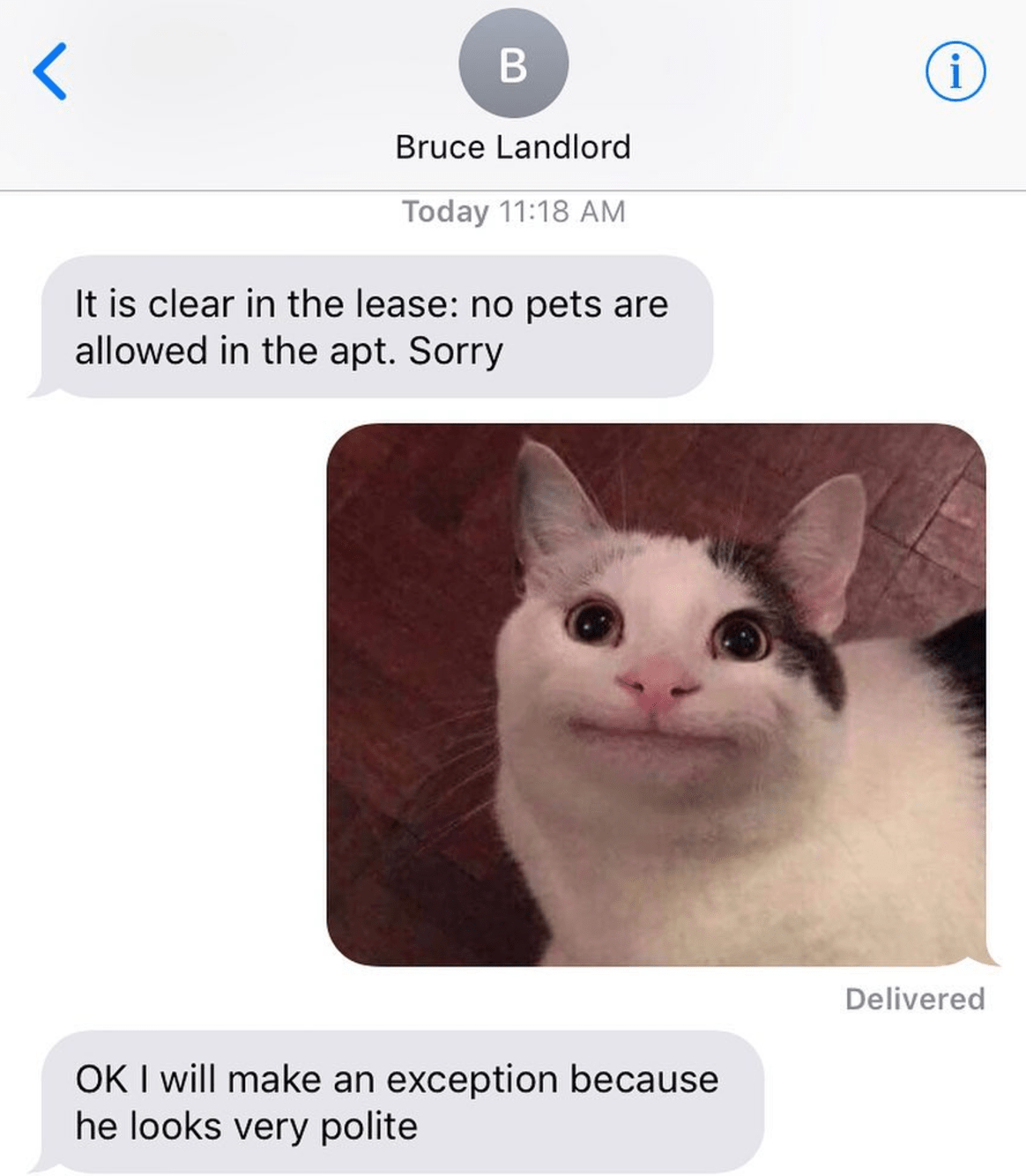 60 Of The Funniest Cat Memes On The Internet