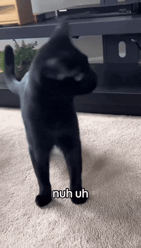 The Internet's Best 'Nuh Uh' Memes And GIFs