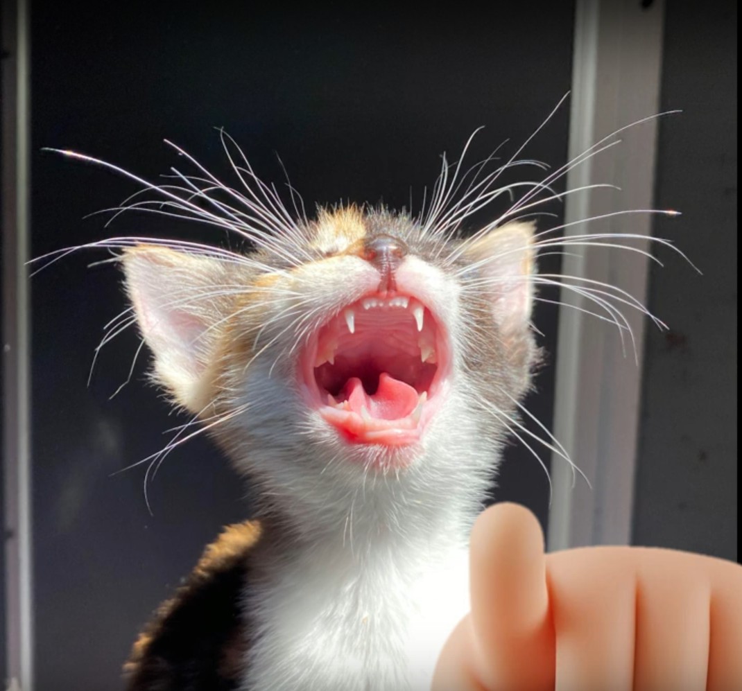 The Cat Laughing And Pointing Meme: A Perfect Reaction