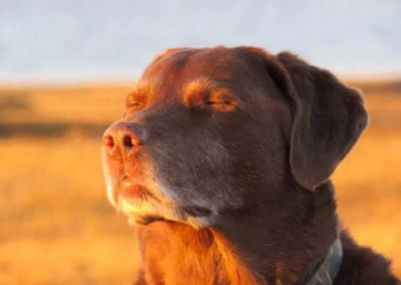 The Cooked Dog Closing His Eyes Halfway meme, explained