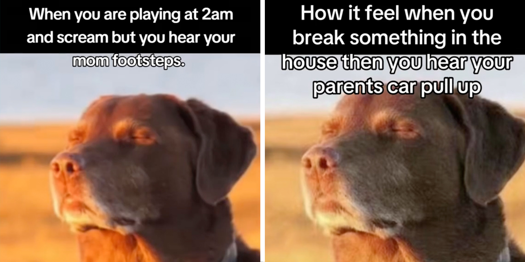 The Cooked Dog Closing His Eyes Halfway meme, explained