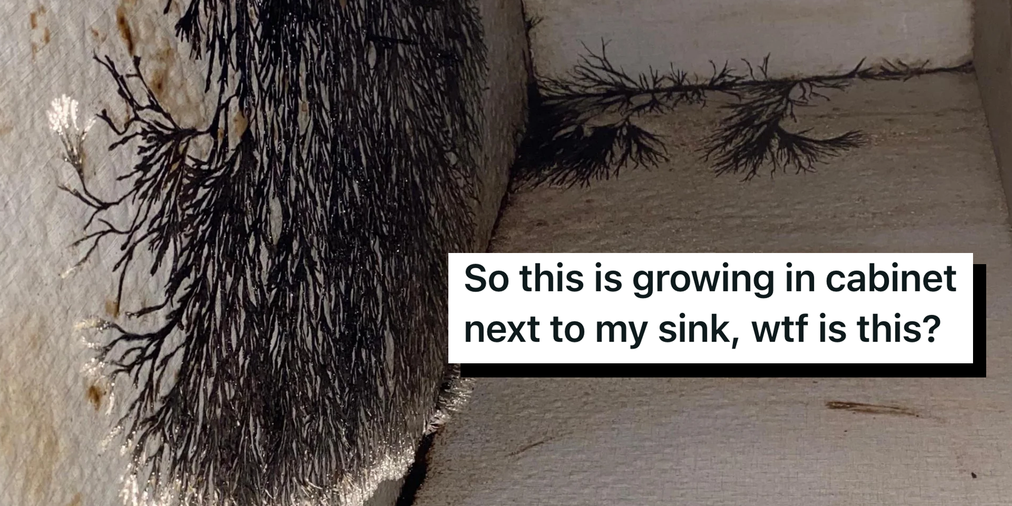 Redditor Discovers Toxic Dry Rot Fungus Under Sink