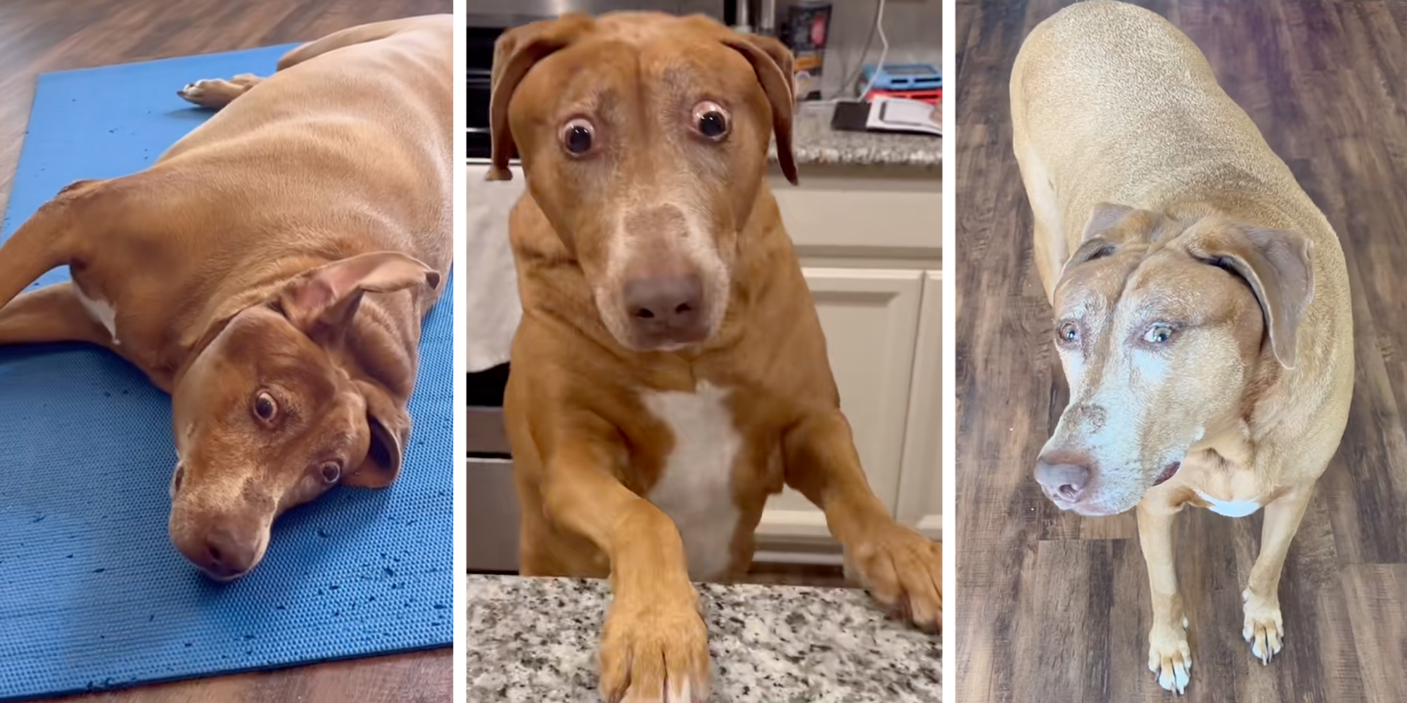 Belle the 'shocked' dog goes viral after owner explains unique look