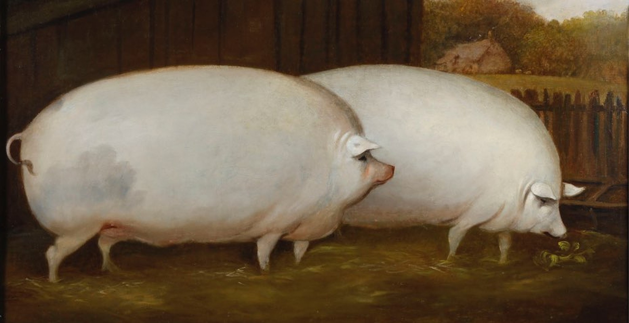 How Pigs That Love Oats Became a Meme That's About to be Everywhere