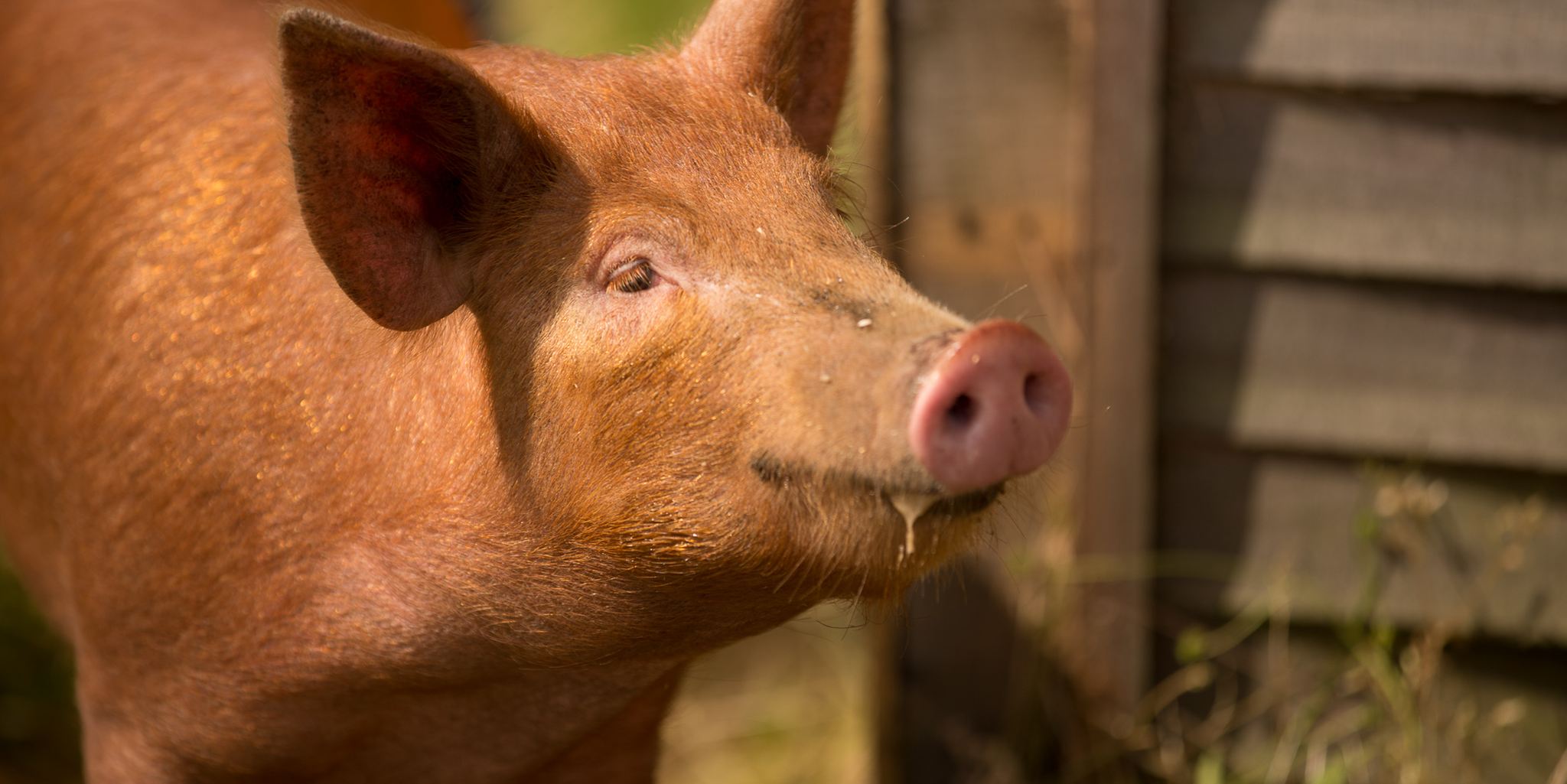 #Piggate explained—or, why everyone is talking about David Cameron and ...