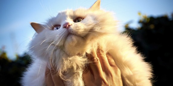 A secret history of Cat Facts, the greatest text message hoax ever